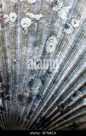 one single scallop shell seashell detail closeup close up ribs ribbed ...
