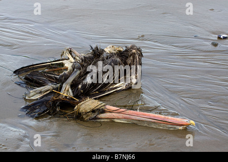 Dead California brown pelican Pelecanus occidentalis californicus at ...