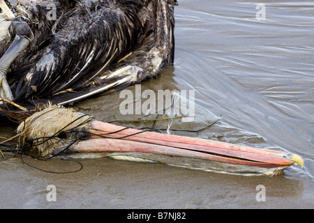Dead California brown pelican Pelecanus occidentalis californicus at ...