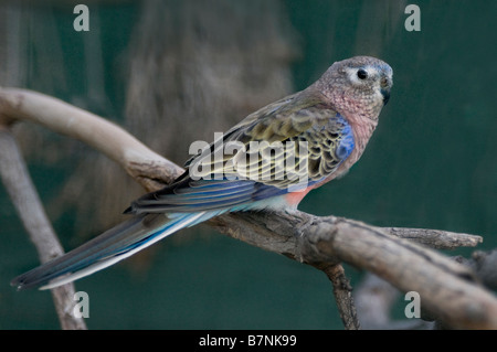 Bourke parrot 'Neopsephotus bourkii', pink mutation Stock Photo - Alamy