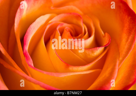 Horizontal close-up of vibrant orange-red palmate Japanese maple leaves ...