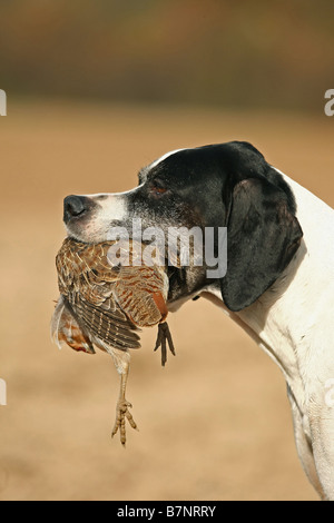 English Pointer. Black and white. Adult female Stock Photo - Alamy