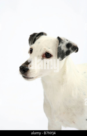 A vertical shot of a jack Russell terrier dog sitting on the sofa ...