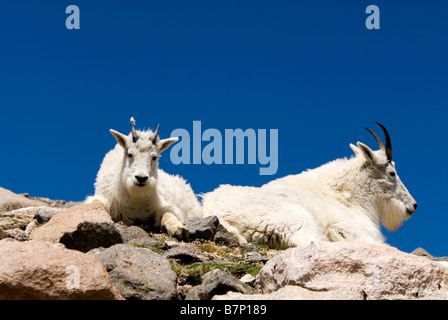 Mountain Goats Mount Evans Scenic Area Colorado USA Stock Photo - Alamy