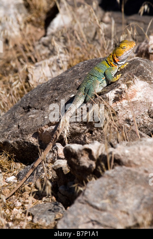 Colorado National Monument Colorado Eastern Collared Lizard Stock Photo ...