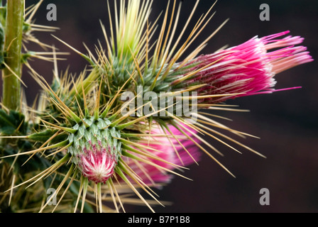 Arizona thistle (Cirsium arizonicum Stock Photo - Alamy