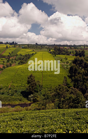 Africa: Kenya: Tea plantation at Limuru Tea Farm, Naivasha, Nairobi ...