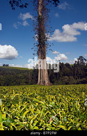 Africa: Kenya: A tea plantation at Limuru Tea Farm, Naivasha, Nairobi ...
