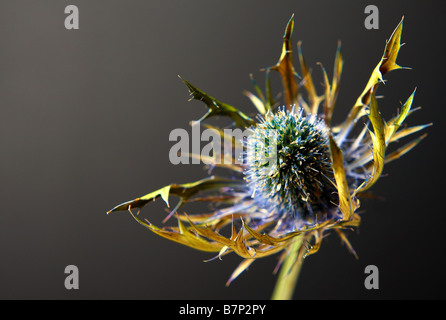 Close-up studio shot of dark brown Medjool dates piled in small white ...