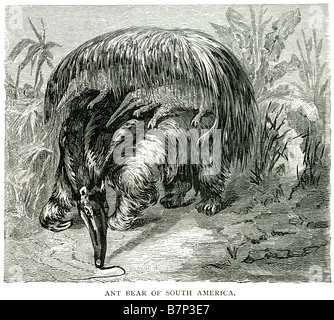 Aardvark (Orycteropus afer), antbear anteater Cape anteater earth hog ...