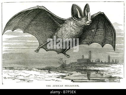 Greater false vampire bat, Megaderma lyra, and horseshoe bat ...