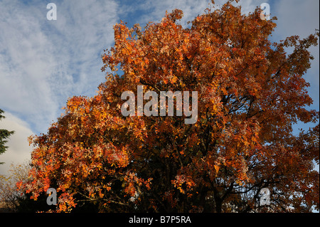Chinese rowan in vivid autumn colours, Killin, Perthshire, Scotland, UK ...