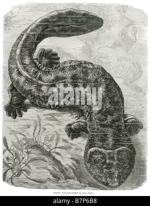 Japanese giant salamander (Andrias japonicus). Amphibian. Skeleton ...