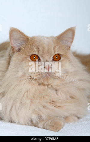 British Longhair Cat tomcat cream Highlander Lowlander Britanica Stock ...