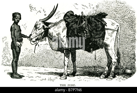 Zebu or humped cattle, Bos primigenius indicus (Indian buffalo, Bos ...