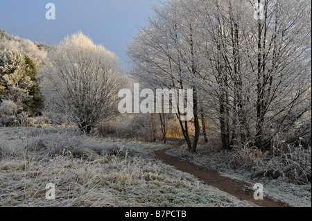 Heavily frosted trees after days of freezing fog at Inverness, Scottish ...