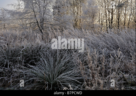 Heavily frosted bushes and trees after days of freezing fog at ...