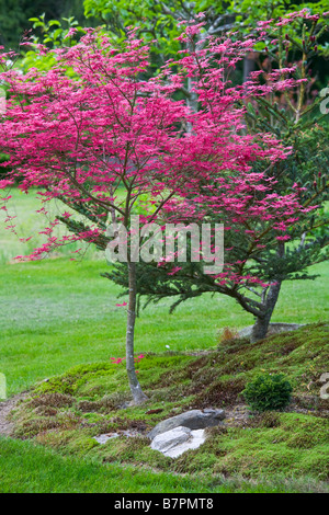 Acer palmatum ‘Shindeshojo'. Japanese Maple deep reddish-purple leaves ...
