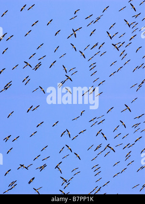 Flock of Straw-necked Ibis in flight Stock Photo - Alamy