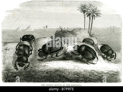 Sacred scarab beetle Stock Photo - Alamy