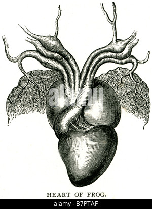 Heart Anatomy Drawing Black and White Isolated Stock Photo - Alamy