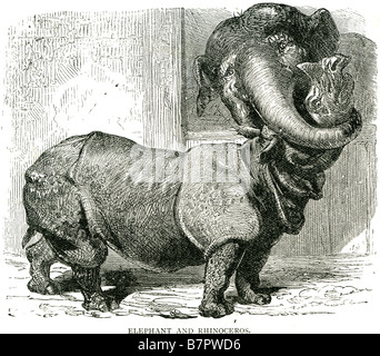 Phylum Chordata classification, illustration Stock Photo - Alamy