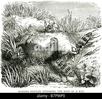 Burying beetles or sexton beetles (genus Nicrophorus) are the best ...