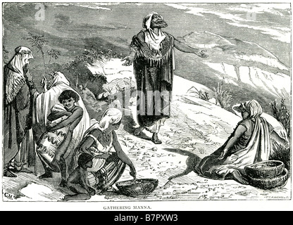 The gathering of manna Stock Photo - Alamy