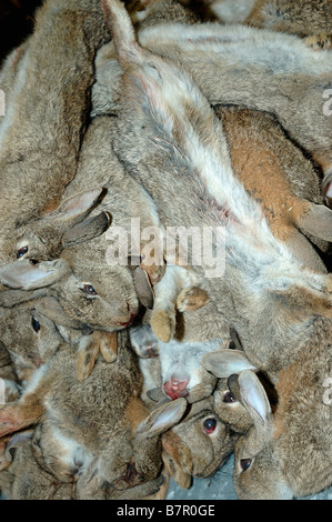 a pile of dead rabbits Stock Photo - Alamy