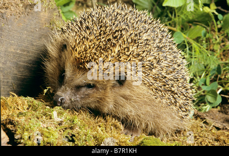 Hedgehog on moss log, wild, free roaming hedgehog taken from inside a ...