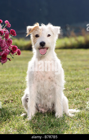 Jack Russell Terrier sit on the stone in autumn forest. JRT are energic ...