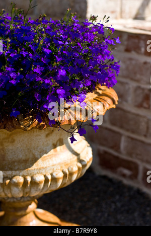 Purple lobelia flowers in a flower pot on a light background Stock ...