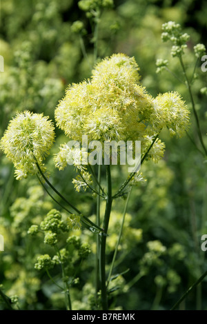 Common meadow-rue, Thalictrum flavum, growing abundantly in damp ...