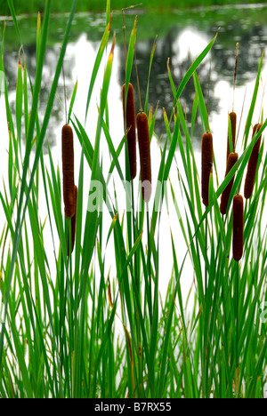Cattail plant growing at the edge of Lake Rousseau near Dunnellon and ...