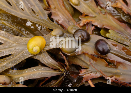 A yellow flat periwinkle (Littorina obtusata) on a green seaweed Stock ...