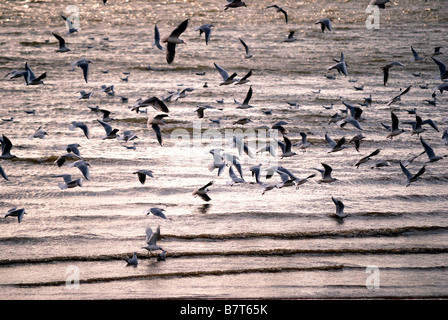 A flock of seagulls flying above the calm sea water and trying to catch ...