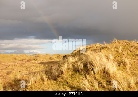 established dune system kenfig burrows national nature reserve near ...