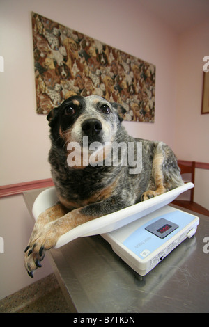 dog on scale , with overweight Stock Photo - Alamy