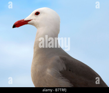 Close up of a sea gull at the Santa Barbara harbor Stock Photo - Alamy