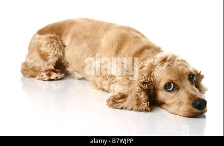 Cocker spaniel laying down Stock Photo - Alamy