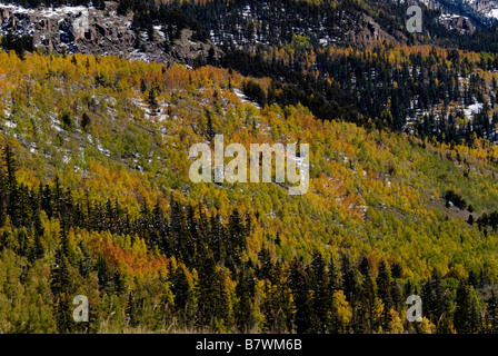 Brilliant fall colors Rio Grande National Forest Colorado USA Fall ...