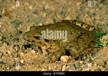 Iberian painted frog (Discoglossus galganoi Stock Photo - Alamy