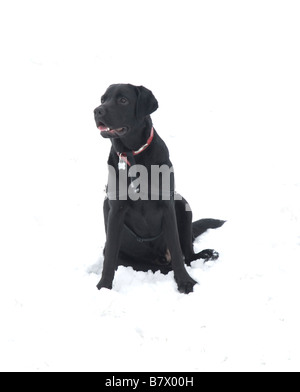 black labrador in snow Stock Photo - Alamy
