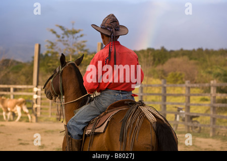 Cowboy on horse wrangling a bull in Guanacaste, Costa Rica Stock Photo ...