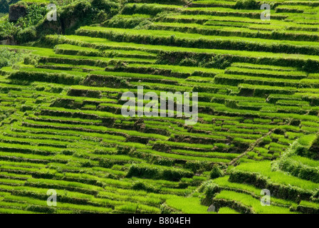 Rice Paddies in the Nu Jiang Valley,Yunnan, Province, China Stock Photo ...