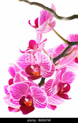 A vertical closeup shot of pink orchids Stock Photo - Alamy
