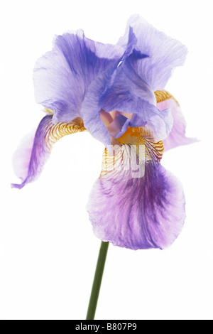 A vertical closeup shot of a bearded iris flower Stock Photo - Alamy