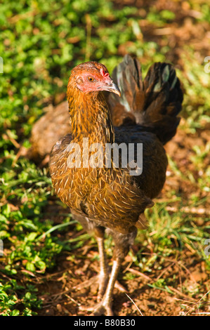 Wild Chicken on Kauai, Hawaii in the green grass Stock Photo - Alamy