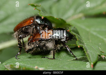 Two june bugs mating (Phyllopertha horticola Stock Photo - Alamy