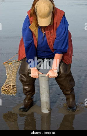 Woman digging razor clams on the Oregon Coast, USA. Siliqua patula ...